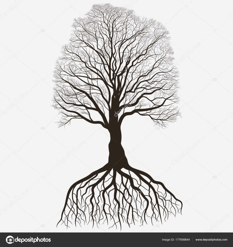 Bare Oak Tree Drawing