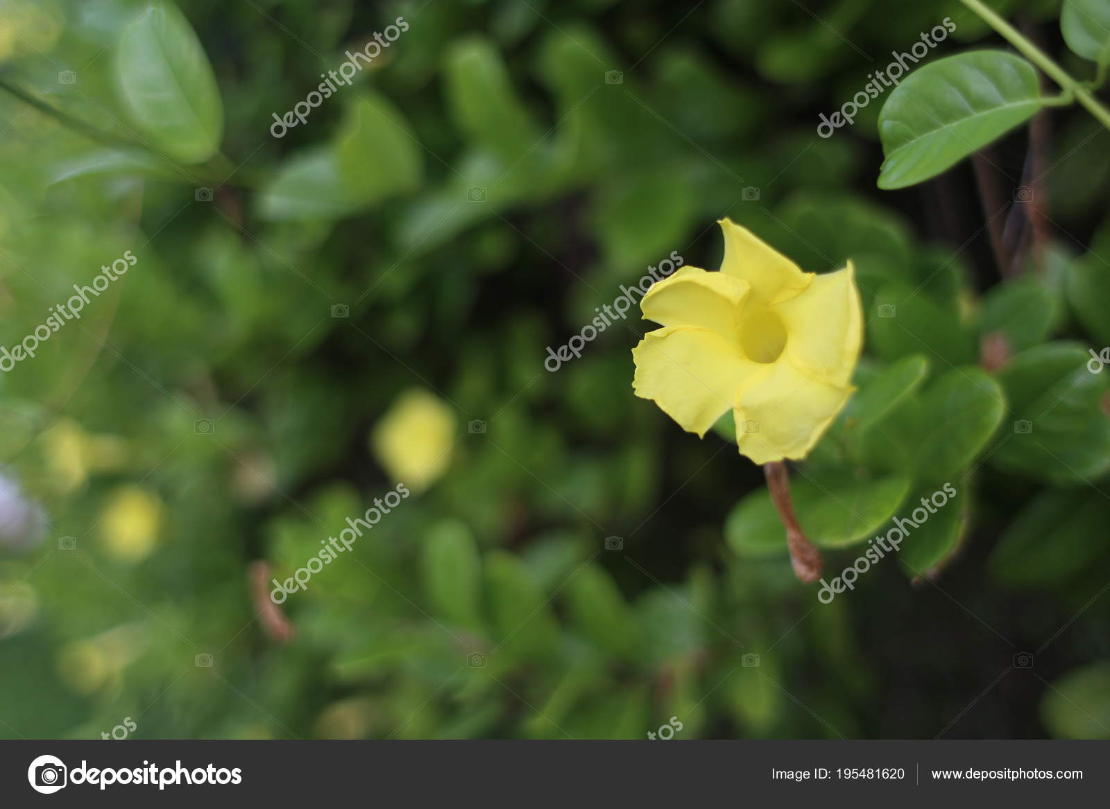 Big Budda Travel Fish Moonstone — Stock Photo © zhainar #195481620