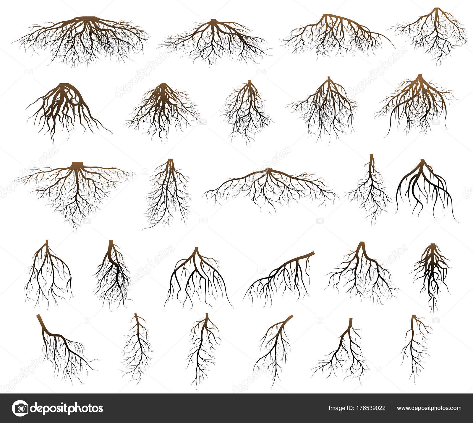 Set of tree roots Stock Vector by ©enterphoto 176539022 Set of tree roots Stock Vector by ©enterphoto 176539022