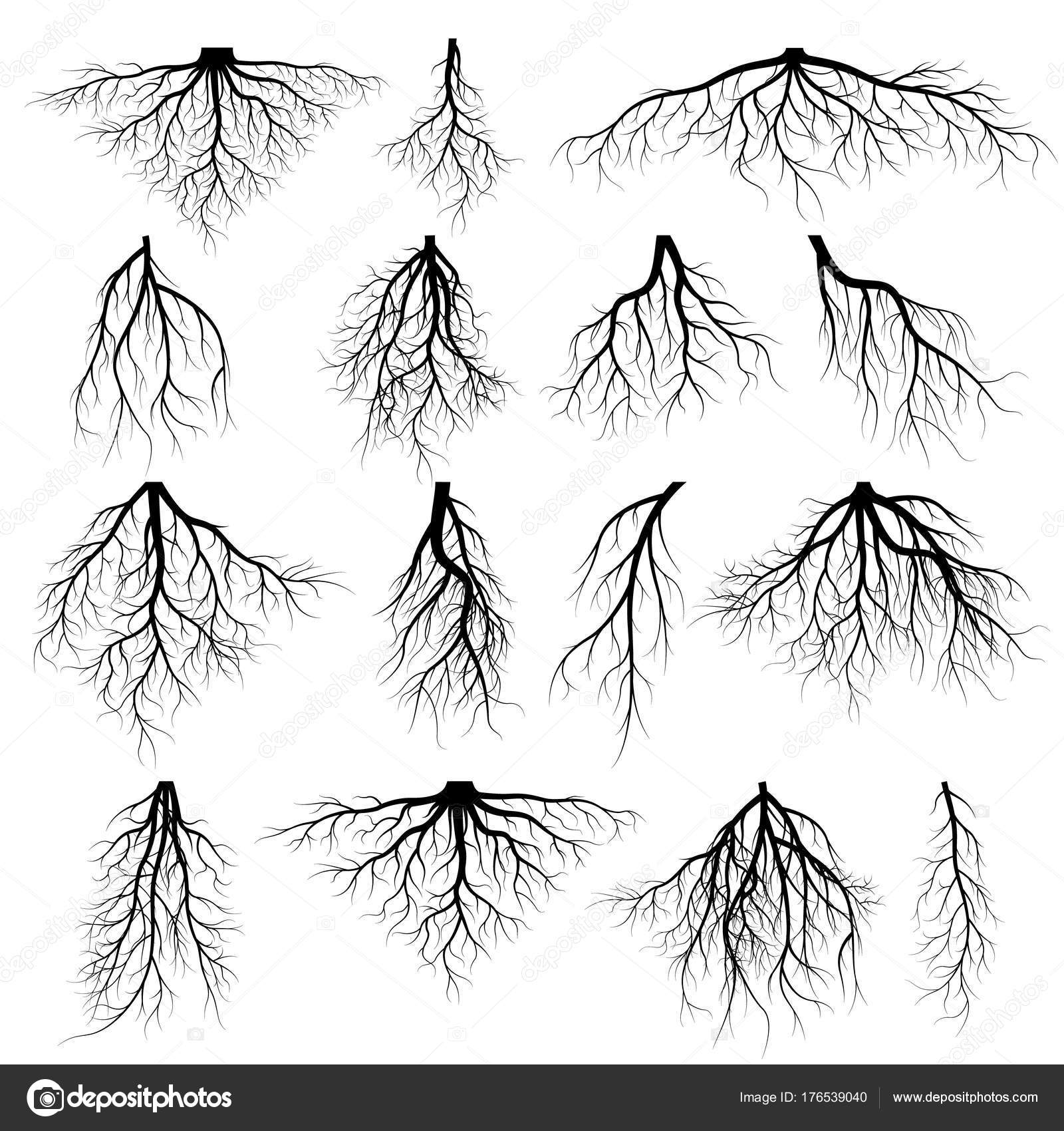Set of tree roots Stock Vector by ©enterphoto 176539040 Set of tree roots Stock Vector by ©enterphoto 176539040