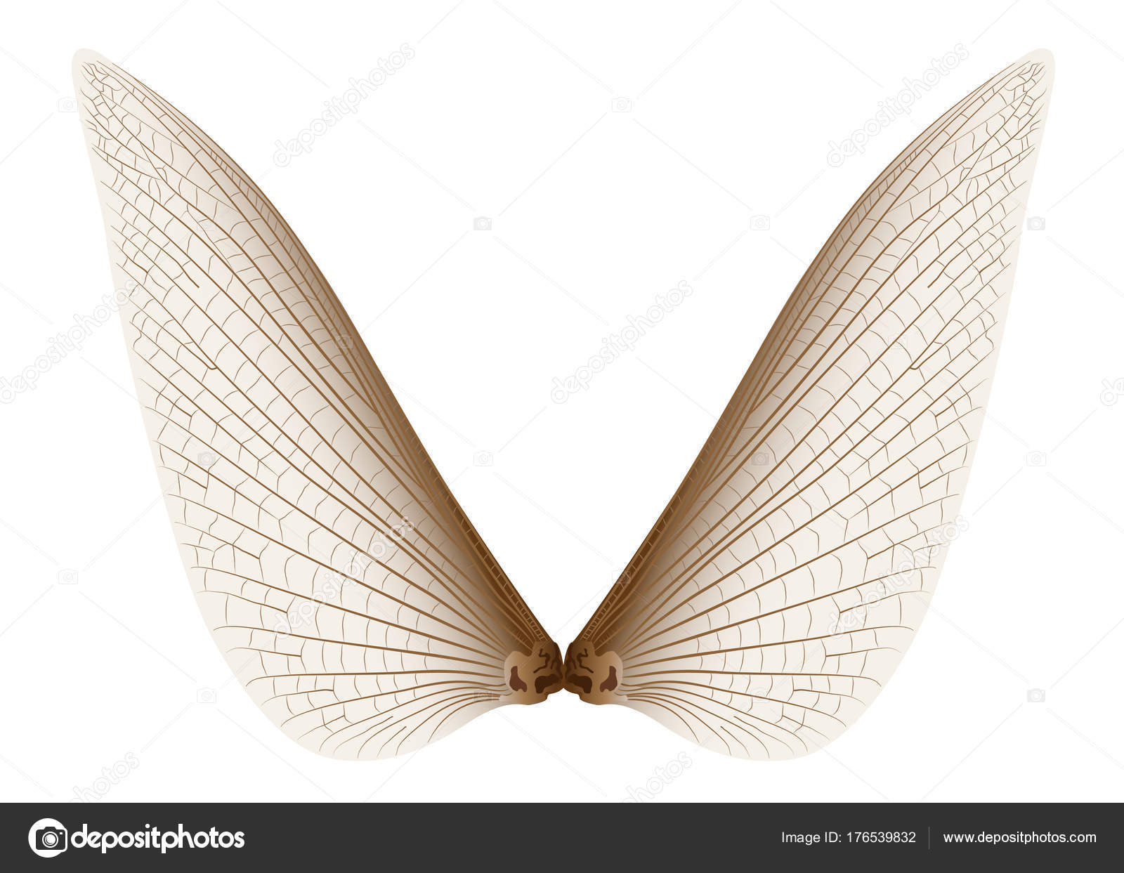 Wings of insect Stock Vector Image by ©enterphoto #176539832