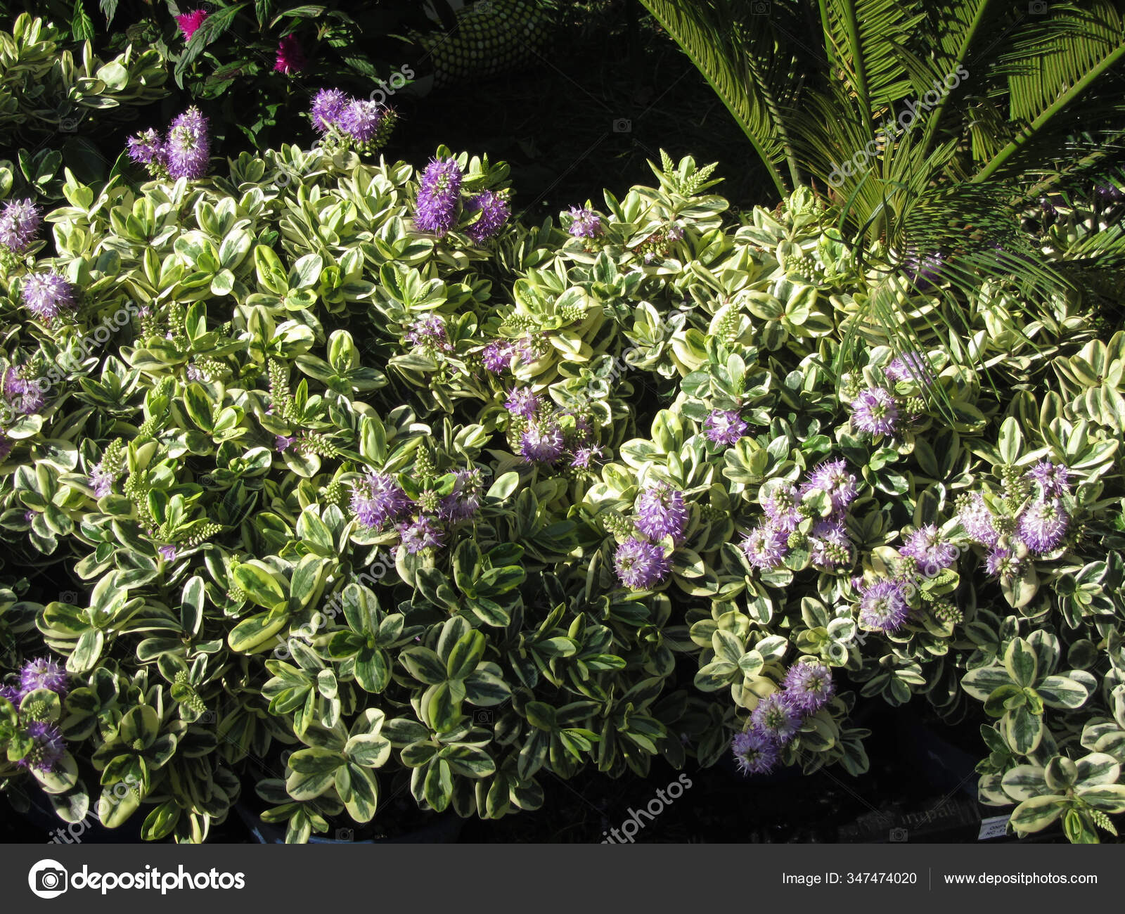 Variegated Hebe Plant