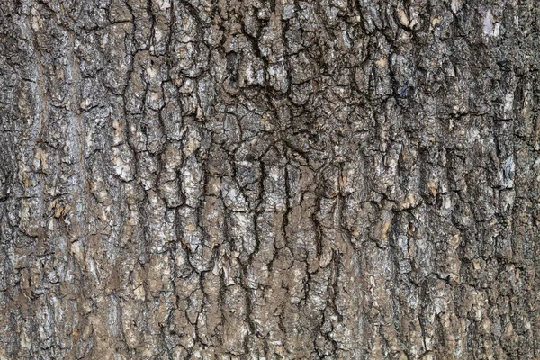 Pine Bark. Seamless Tileable Texture. — Stock Photo © tashatuvango ...