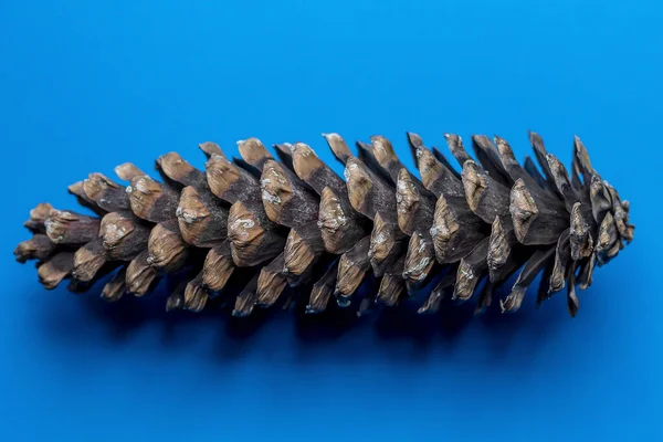 125 Giant pine cone Stock Photos | Free & Royalty-free Giant pine cone ...