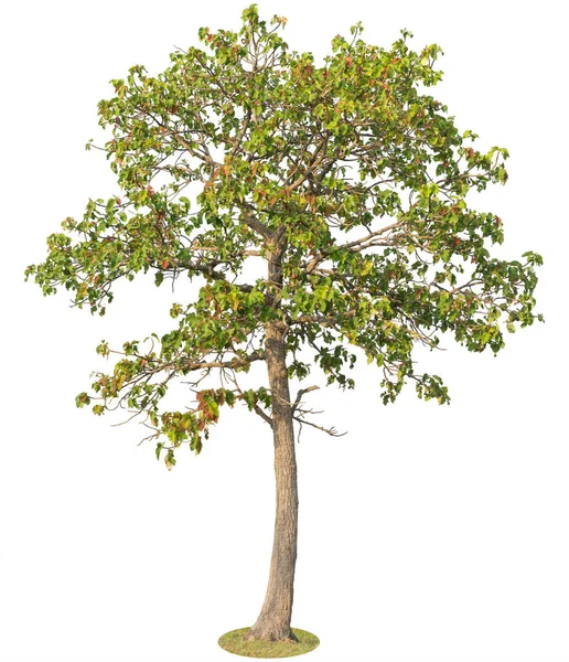 Tree Isolated White Background Object Element Design Clipping Path ...