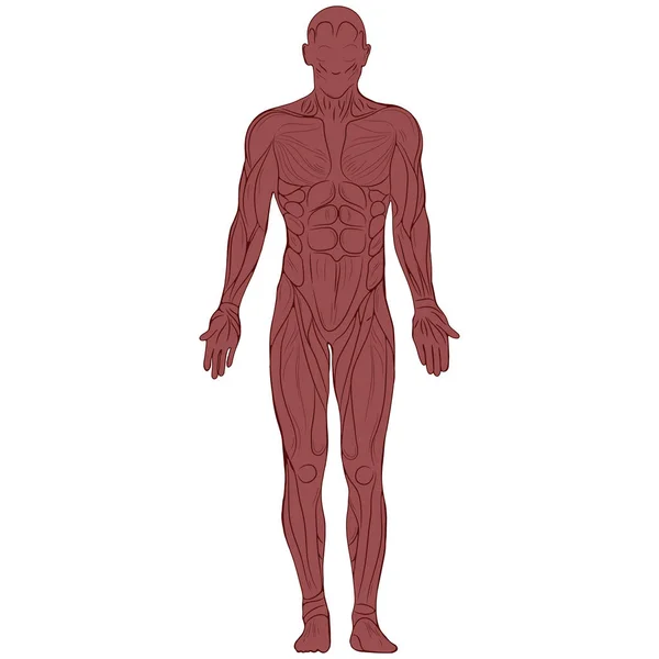 silueta del cuerpo humano con músculos 2024