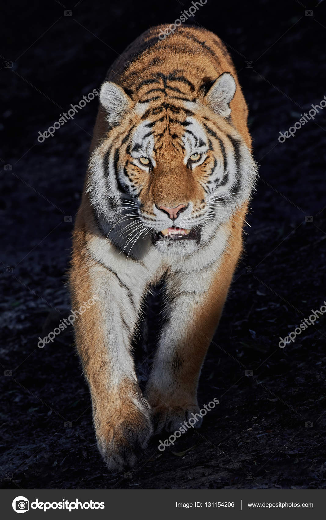 Siberian tiger (Panthera tigris altaica) Stock Photo by ©DennisJacobsen ...
