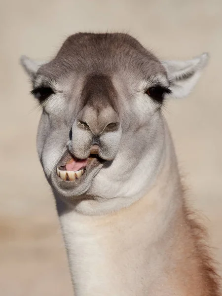 Lama terre Stock Photos, Royalty Free Lama terre Images | Depositphotos