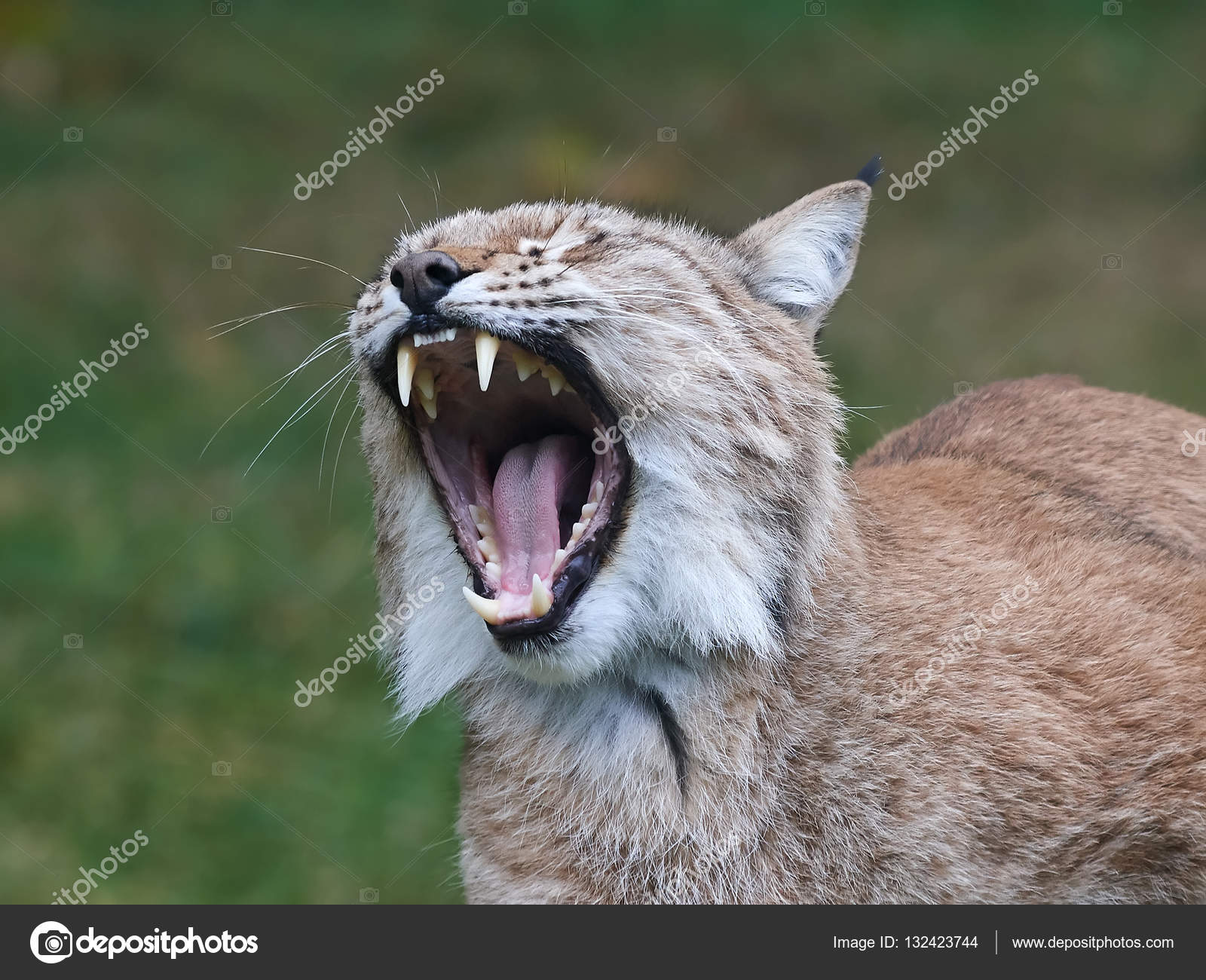 Eurasian lynx (Lynx lynx) — Stock Photo © DennisJacobsen #132423744
