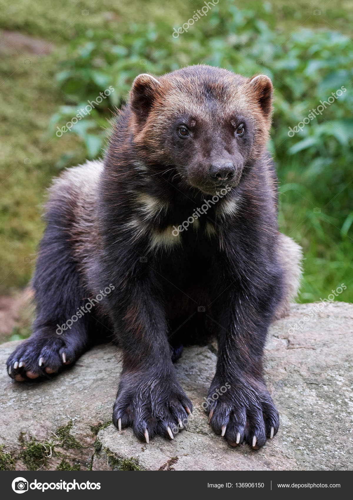 Wolverine (Gulo gulo) Stock Photo by ©DennisJacobsen 136906150