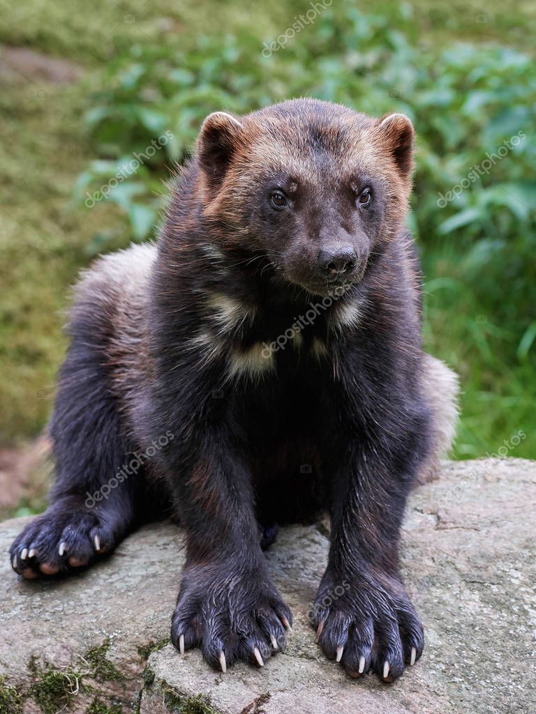 Wolverine (Gulo gulo) — Stock Photo © DennisJacobsen #136906150