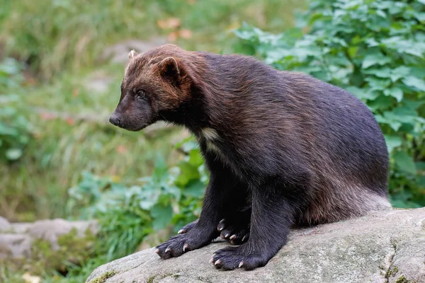 Wolverine (gulo gulo) Stock Photo by ©DennisJacobsen 70145415