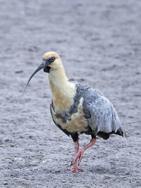 Black ibis Stock Photos, Royalty Free Black ibis Images | Depositphotos®