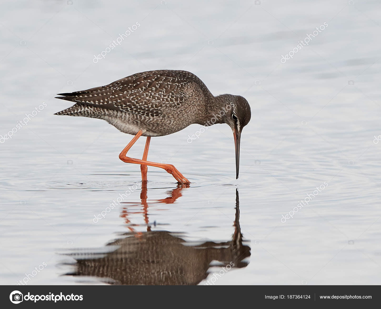 Spotted redshank (Tringa erythropus) Stock Photo by ©DennisJacobsen ...