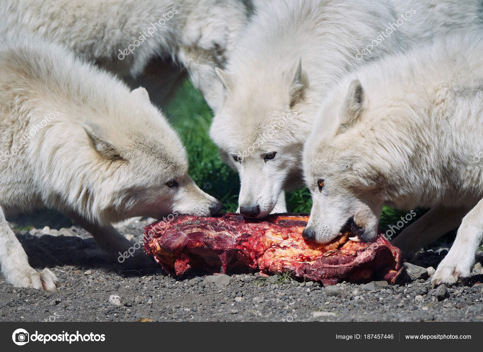Arctic wolf (Canis lupus arctos) Stock Photo by ©DennisJacobsen 187457446