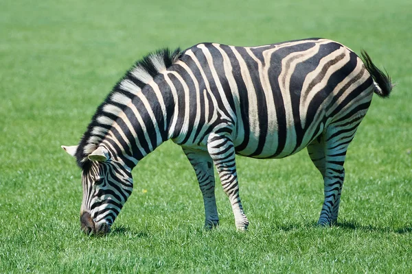 Fat zebra Stock Photos, Royalty Free Fat zebra Images | Depositphotos