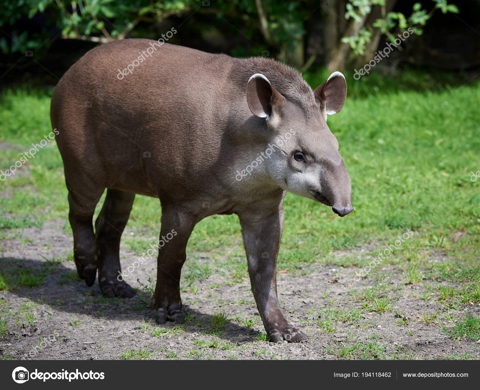 Tapir suramericano (Tapirus terrestris) — Foto de stock #194118462 ...