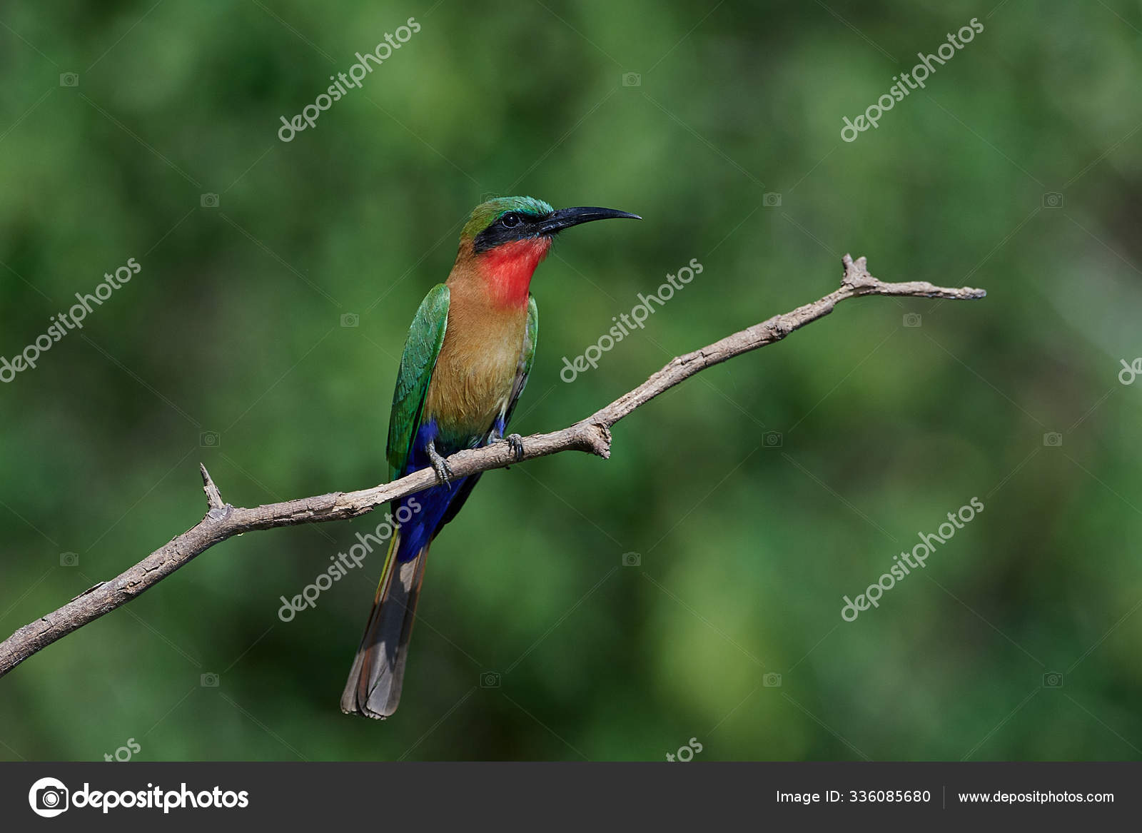 Red-throated bee-eater (Merops bulocki) — Stock Photo © DennisJacobsen ...