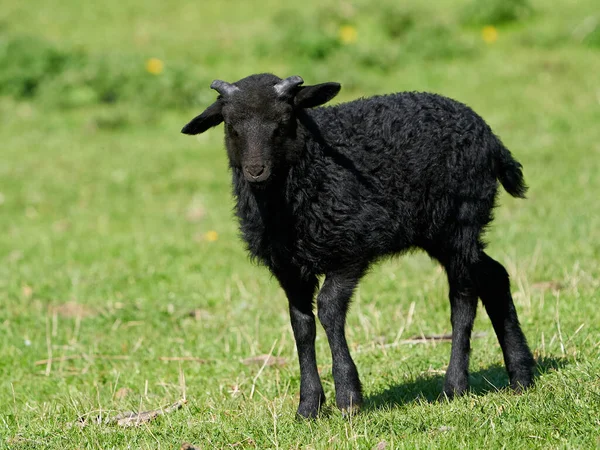 Black lamb Stock Photos, Royalty Free Black lamb Images | Depositphotos