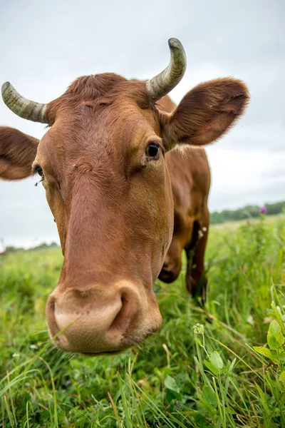 1,029 Happy cow eating grass Stock Photos, Happy cow eating grass ...