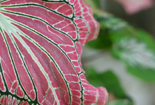 Hoja rosada variegada Stock Photos, Royalty Free Hoja rosada variegada ...