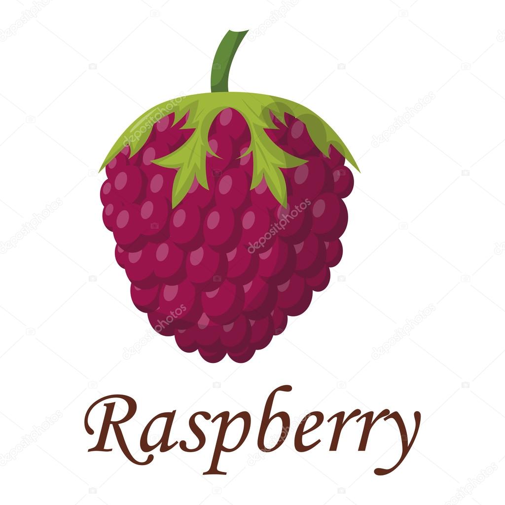 Ripe raspberry vector illustration. Stock Vector by ©adekvat 125541328