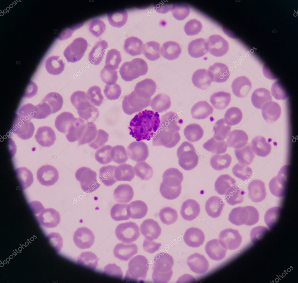 White blood cells — Stock Photo © toeytoey #126132168