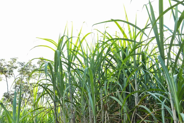 Sugar cane grass Stock Photos, Royalty Free Sugar cane grass Images ...