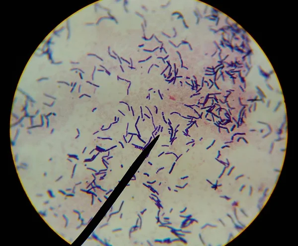 Bacilli Bacteria Microscope