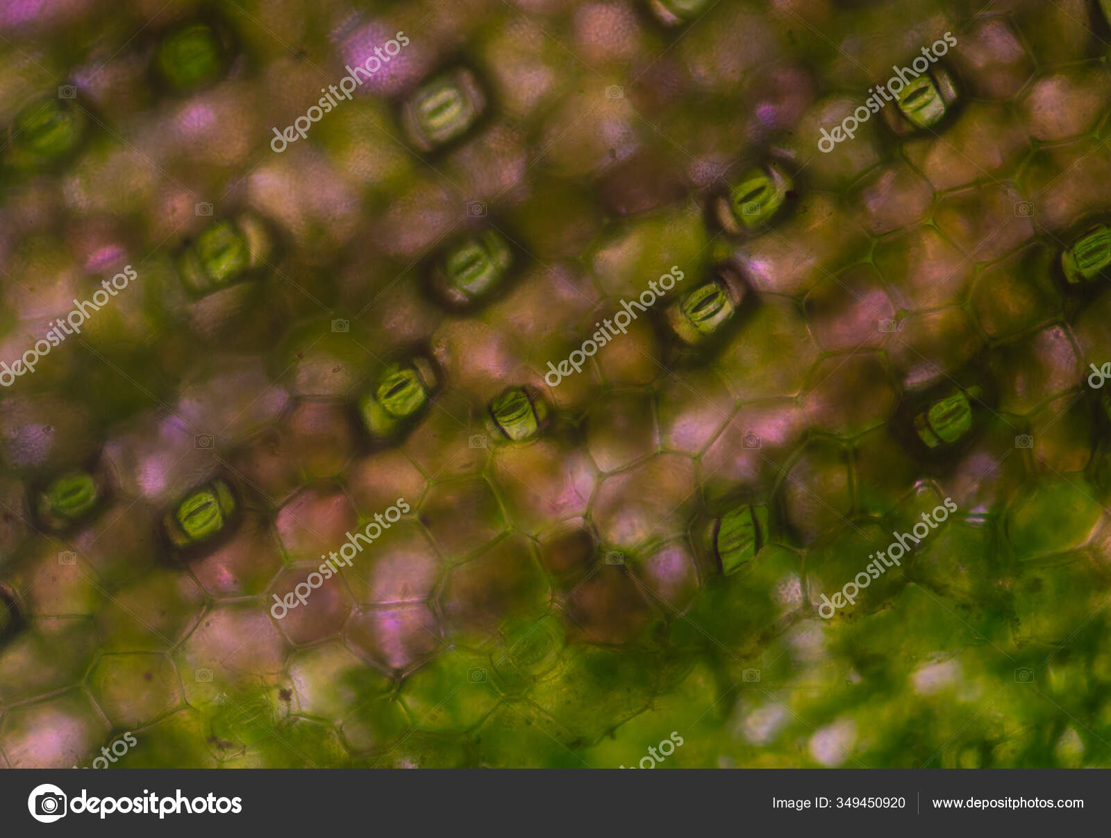 Close Stoma Plants Cells Find Microscope Stock Photo by ©toeytoey 349450920