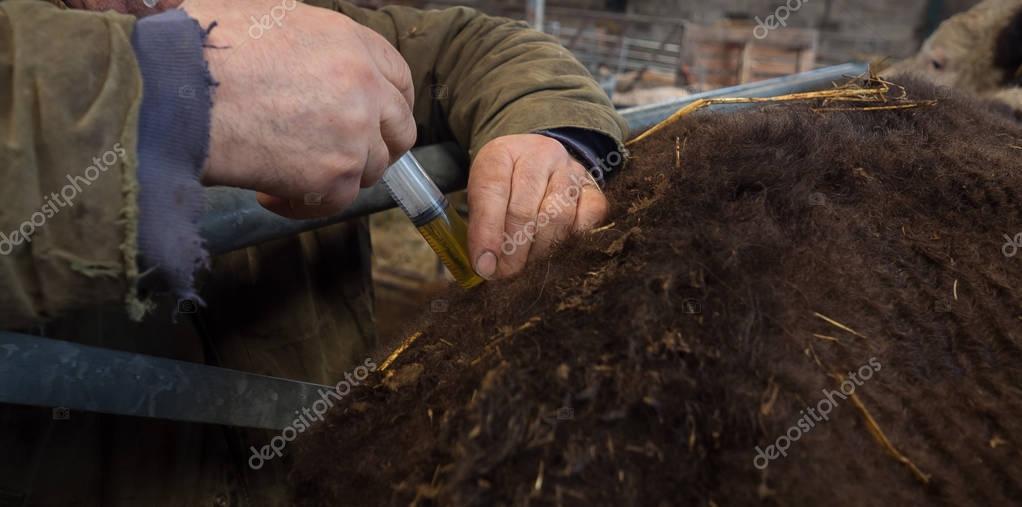 Agricultura inyectar vaca enferma con vacuna 2022