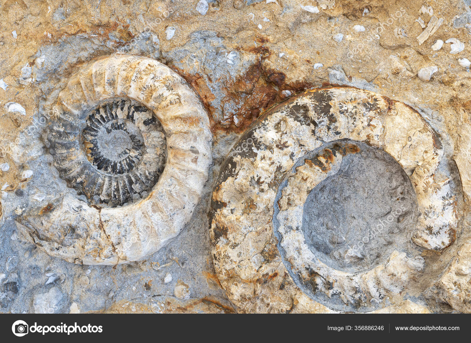 Two Fossilized Ammonites Closeup Fossils Geology Stock Photo by ...