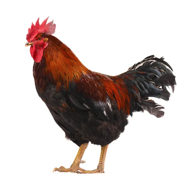 hermoso gallo macho aislado sobre fondo blanco. 2024