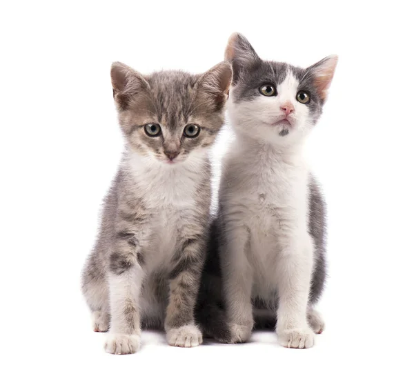 Two tabby kittens ⬇ Stock Photo, Image by © EEI_Tony #39443845