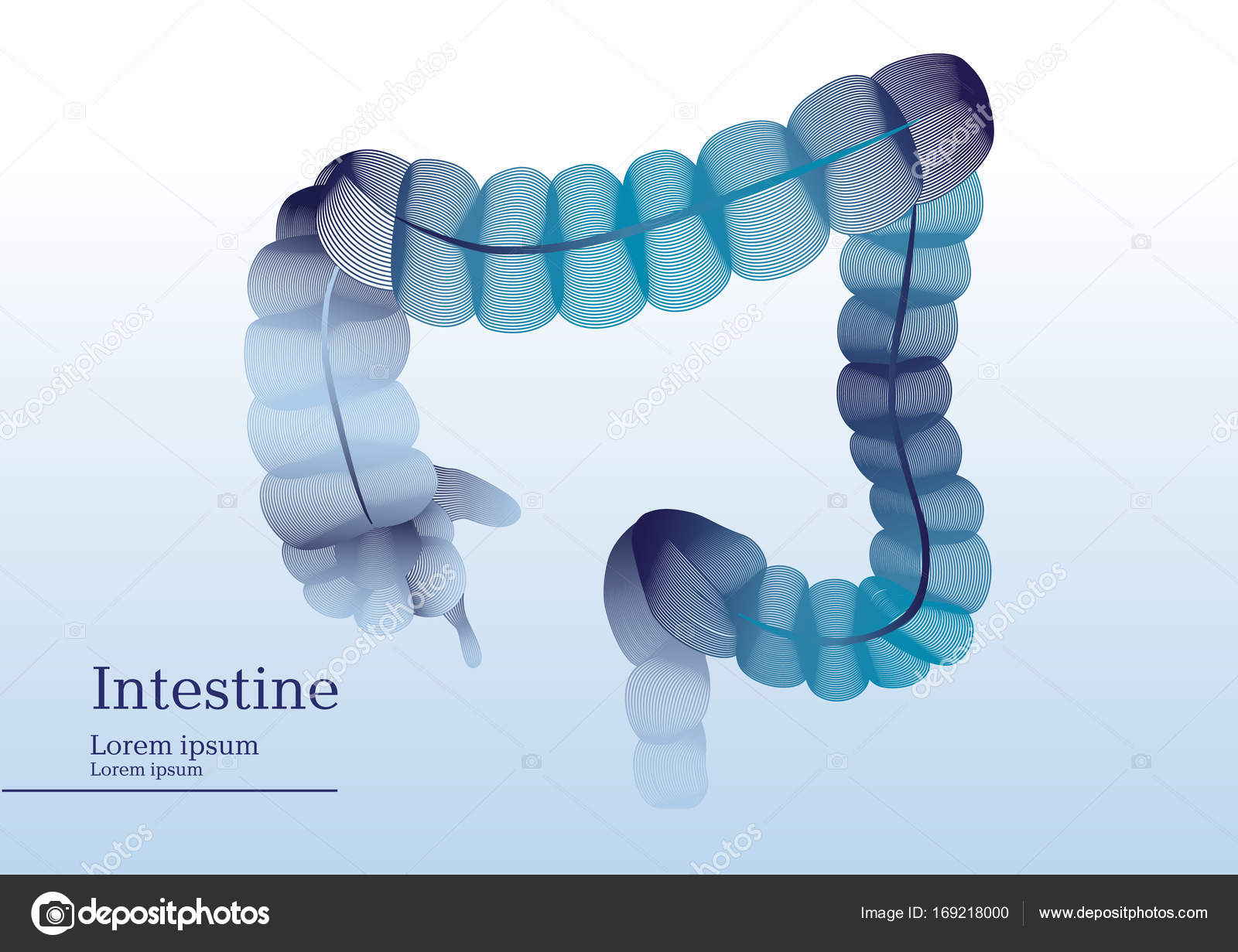 Abstract Illustration Of Intestine Stock Vector Image By ©pinckace