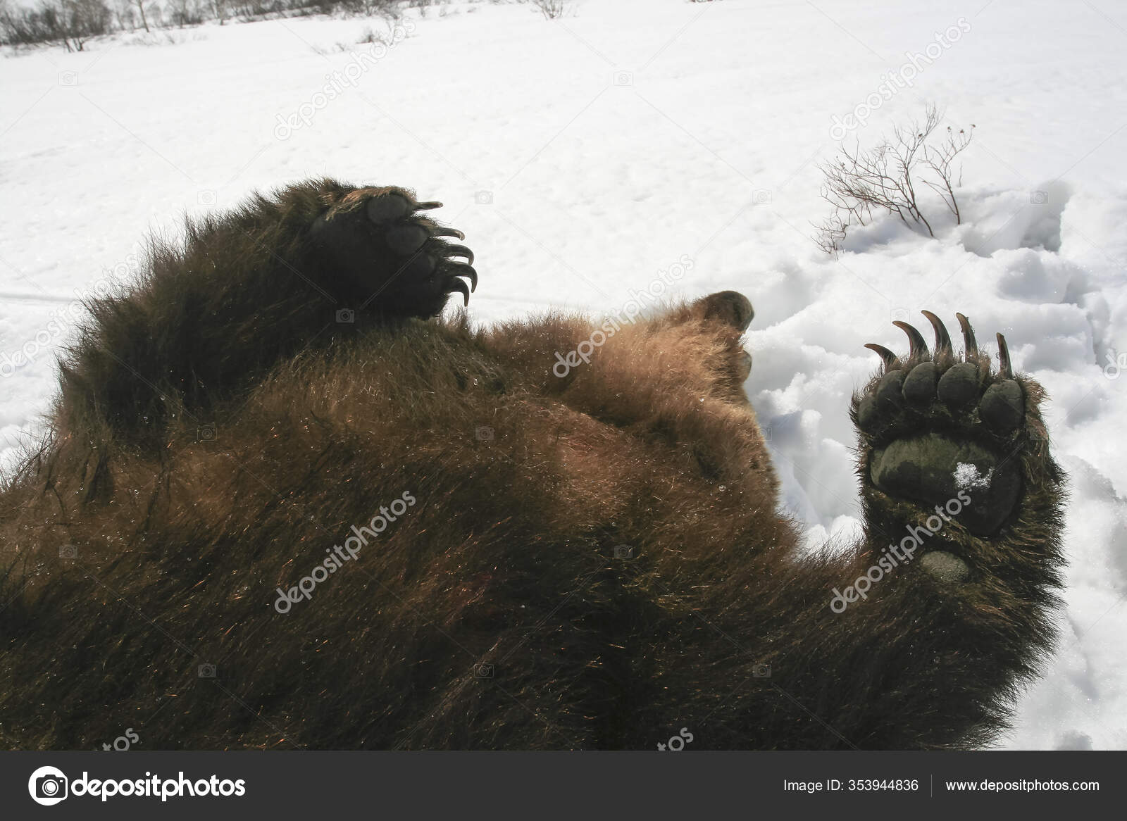 Trophy Brown Bear Raised Paws Snow Hunting Large Male Bear — Stock ...