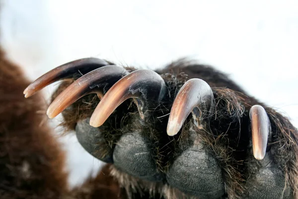 Grizzly Bear Claws