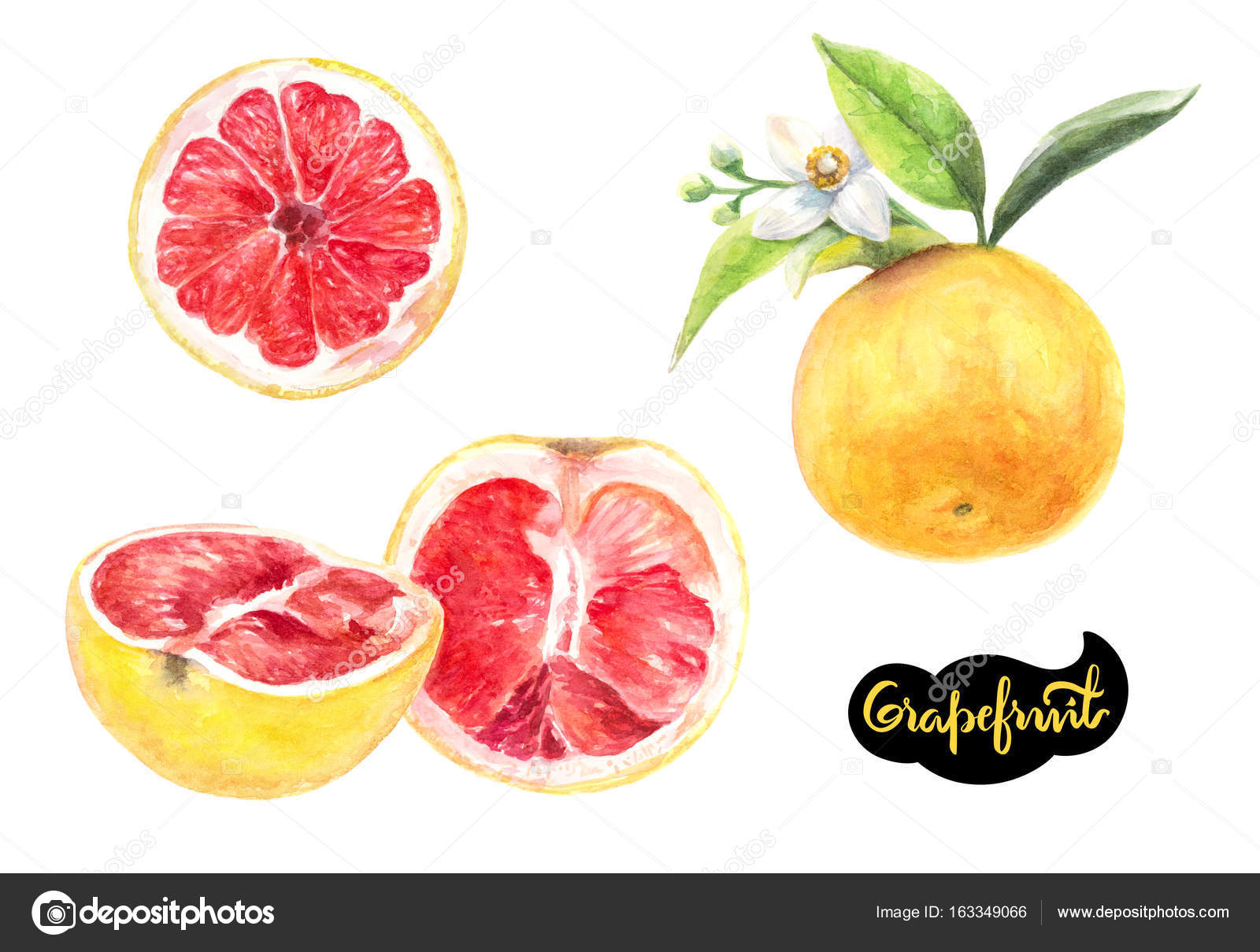 Grapefruit branch and flower Stock Illustration by ©Diidik #163349066