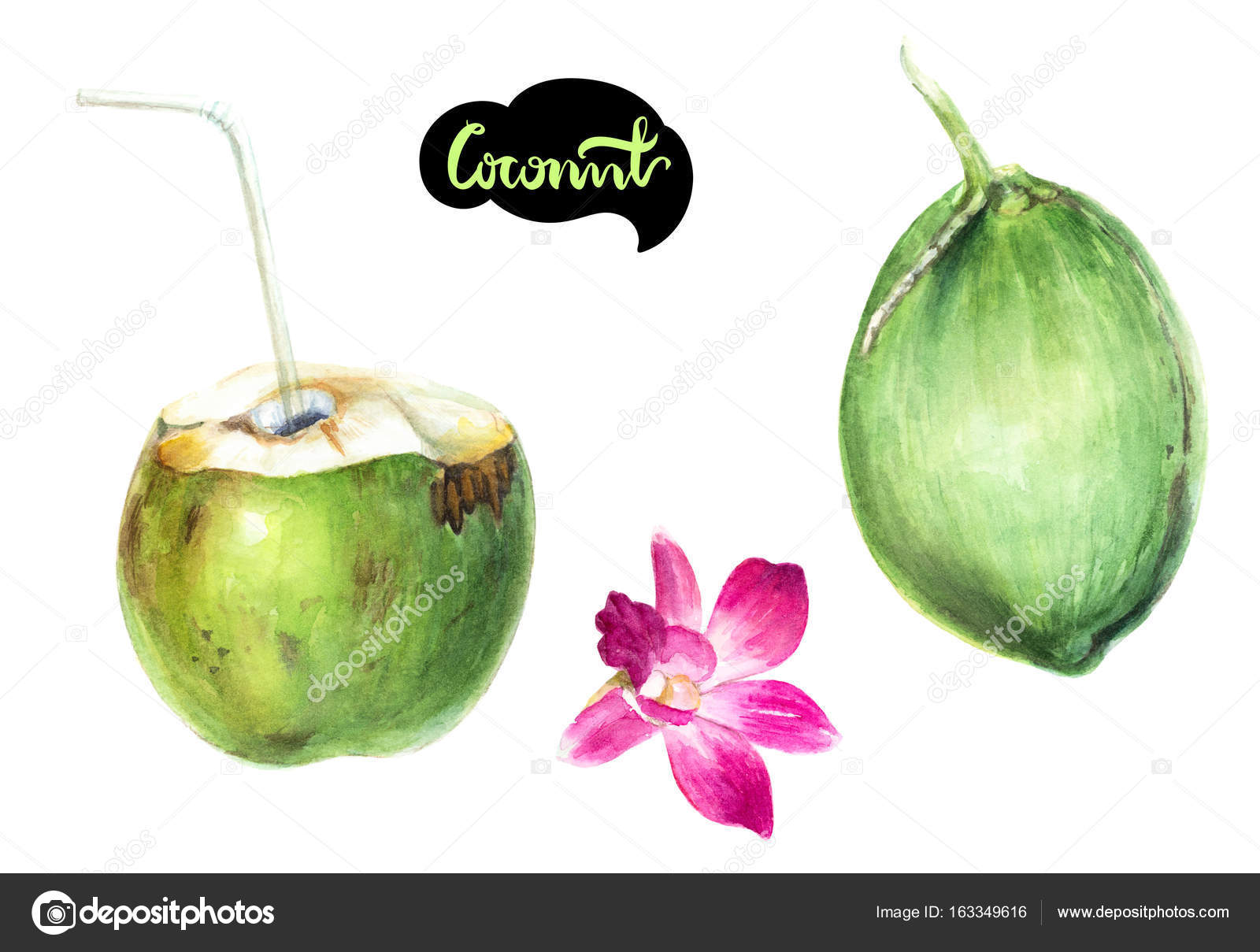 Green Coconut Drawing