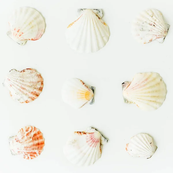 White seashells Stock Photos, Royalty Free White seashells Images ...