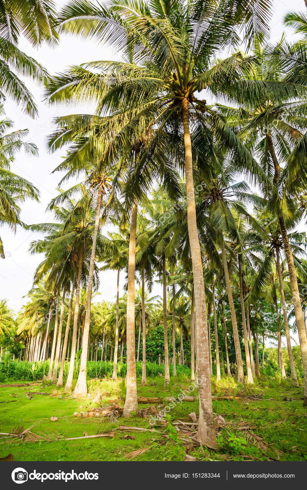 Tropical palm trees on island Stock Photo by ©Keola 151283344