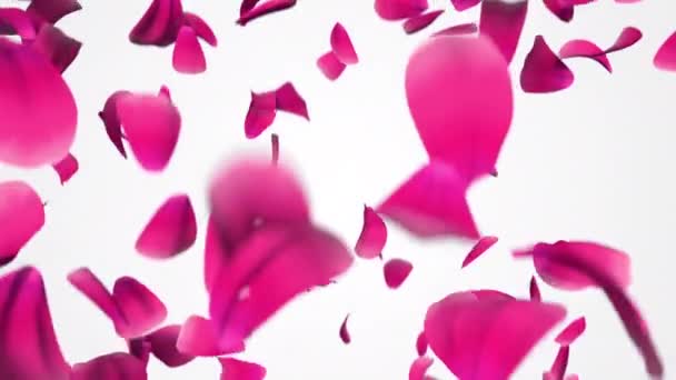 Flower Petals Falling Alpha Channel Animation Realistic Rose Petals ...