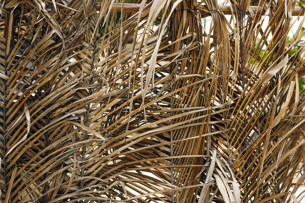 hojas de palma seca fondo en México 2022