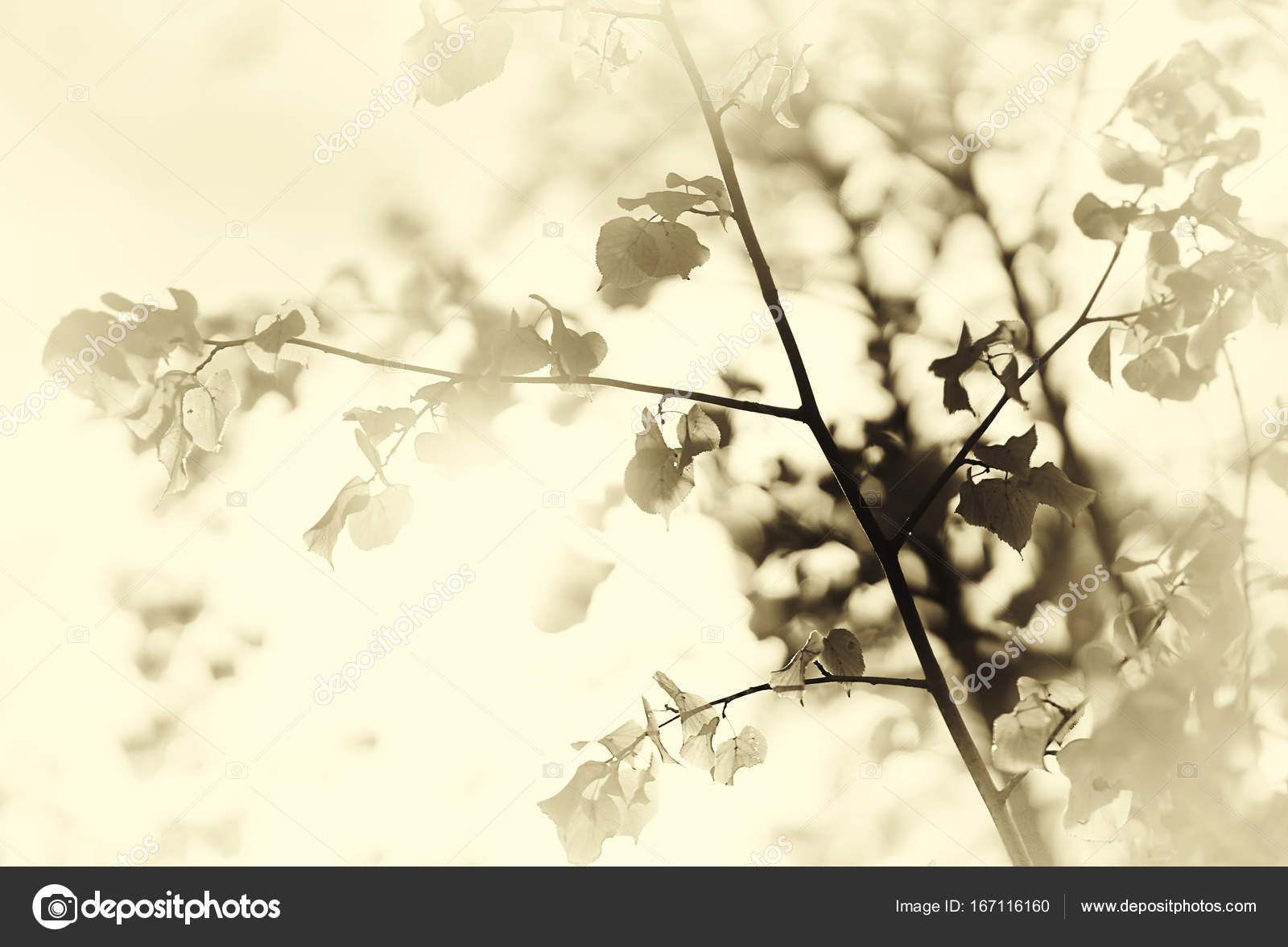 Sepia tree branches in sunlight background — Stock Photo ...