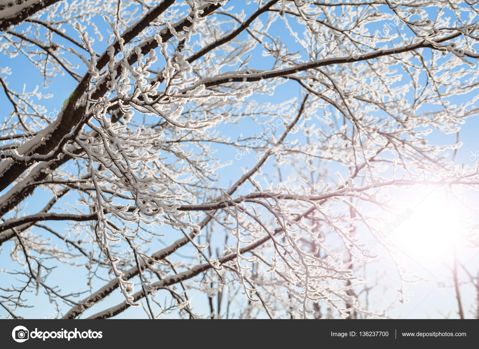 Winter bomen takken met sneeuw ⬇ Stockfoto, rechtenvrije foto door ...