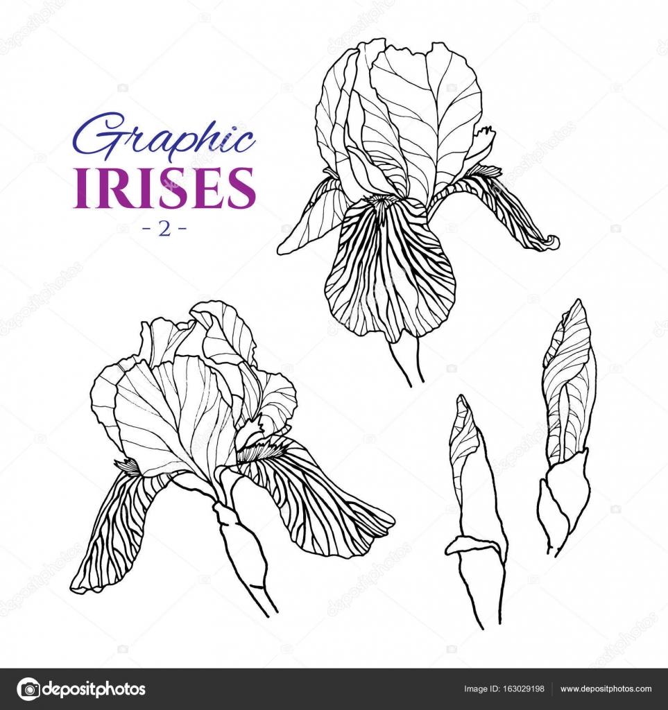 Graphic illustration of irises different angles ⬇ Vector Image by ...