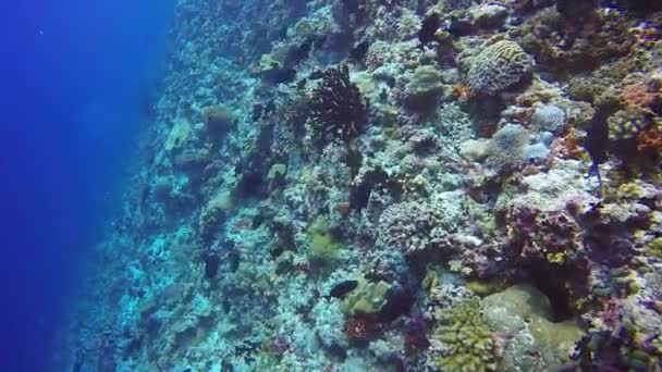 Drop off reef Stock Videos, Royalty Free Drop off reef Footage ...