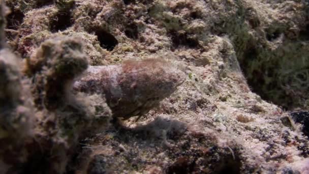 Cancer hermit underwater of Shaab Sharm. — Stock Video © VIDEOTON ...