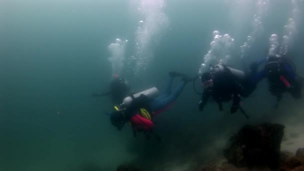 1,119 vídeos de Galápagos diving, metraje de Galápagos diving sin ...