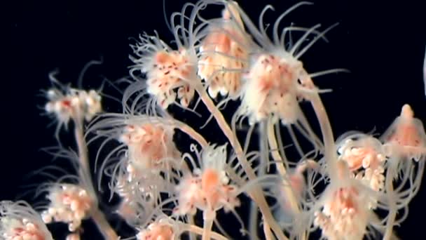 Bell Hydroid jellyfish colonies opens underwater seabed of White Sea in ...